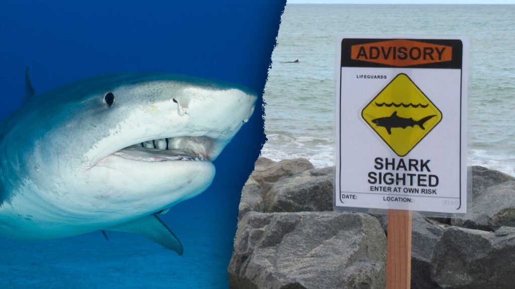 Tiger shark spotted off Hawaiian coast prompts warning signs on beach ...